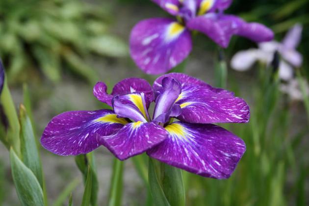 Iris ensata Laughing Lion