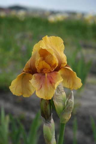 Iris germanica Apache Warrior