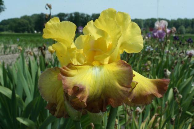 Iris germanica Bold Vision