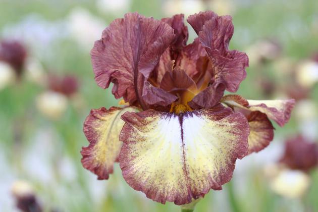 Iris germanica Burgundy Brown