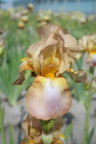 Iris germanica Chantilly