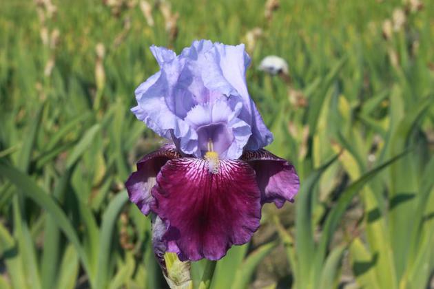 Iris germanica Emma Louise