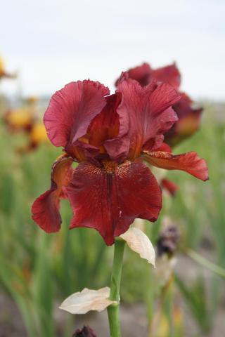 Iris germanica Fort Apache