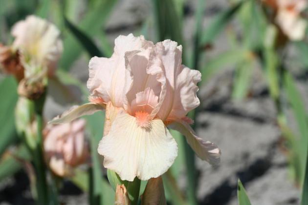Iris germanica Hugh a Bunch