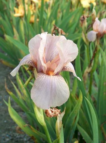 Iris germanica June Rose