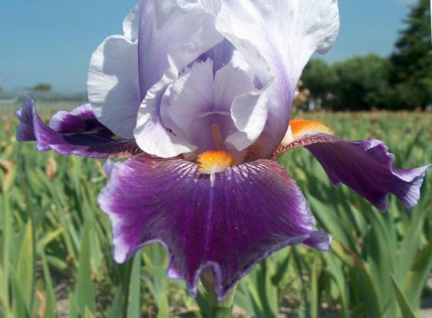Iris germanica Magic Man