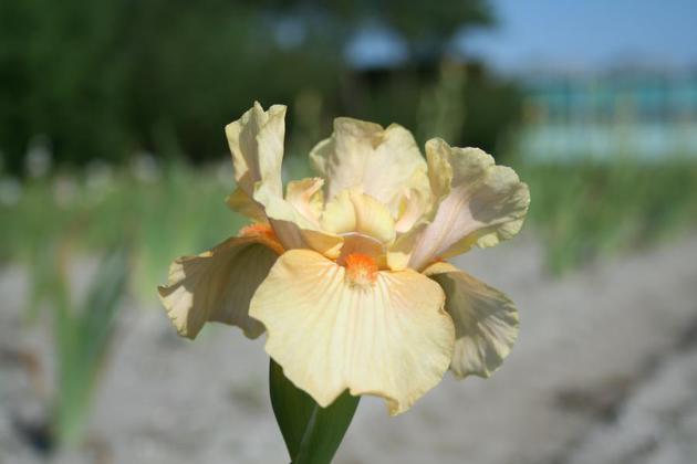 Iris germanica Midwest Star