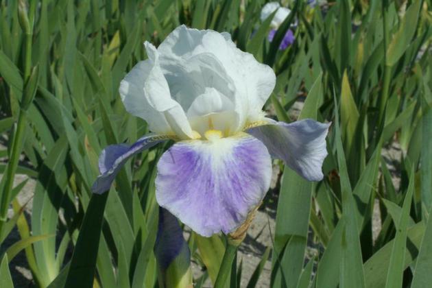 Iris germanica Mission Ridge