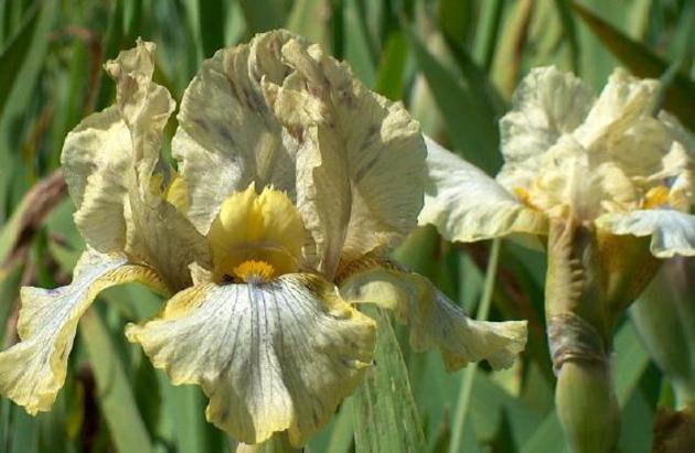 Iris germanica Provencal