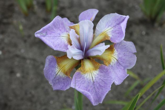 Iris sibirica Memphis Memories