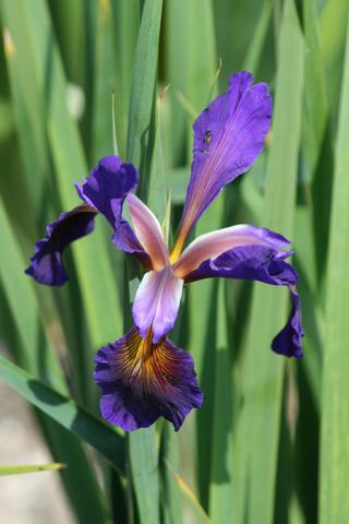 Iris spuria Northern Must