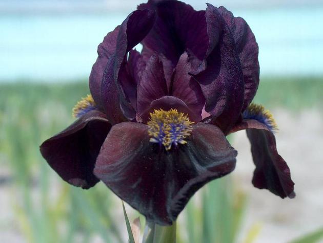 Iris pumila Demon