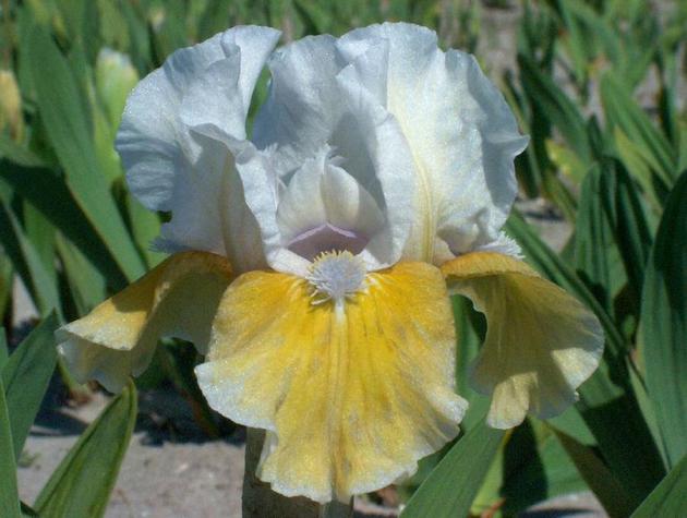 Iris pumila Exotic Shadow