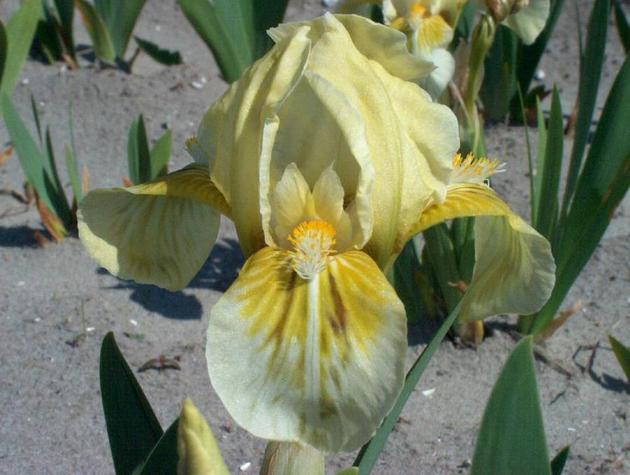 Iris pumila Forest Light