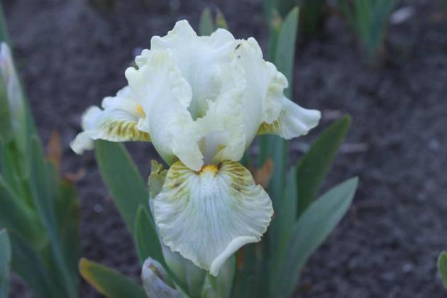 Iris pumila Nylon Ruffles