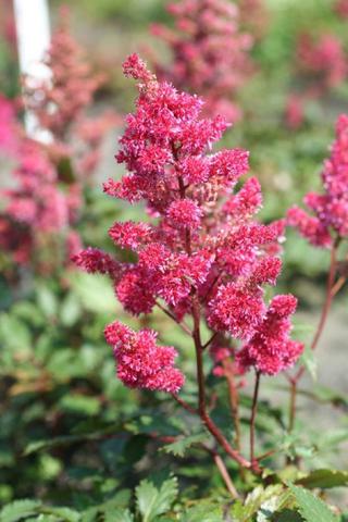 Astilbe Vesuvius