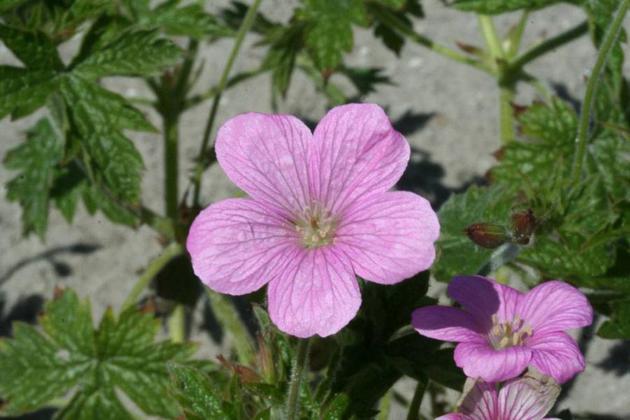 Geranium endressii