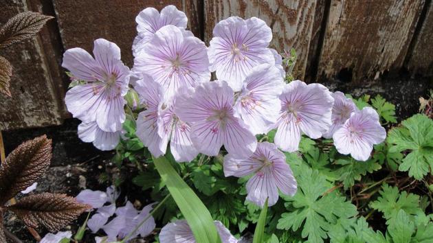 Geranium Derrick Cook