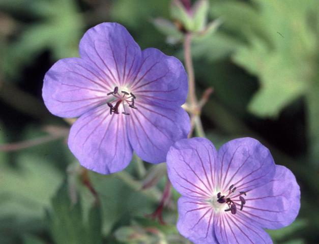 Geranium Shocking Blue