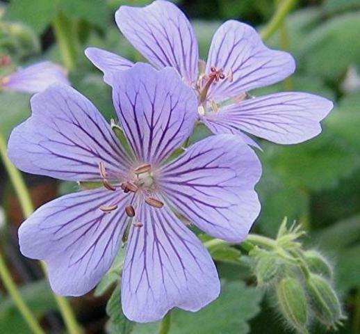 Geranium Stephanie