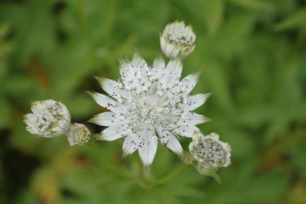 Astrantia Snow Star