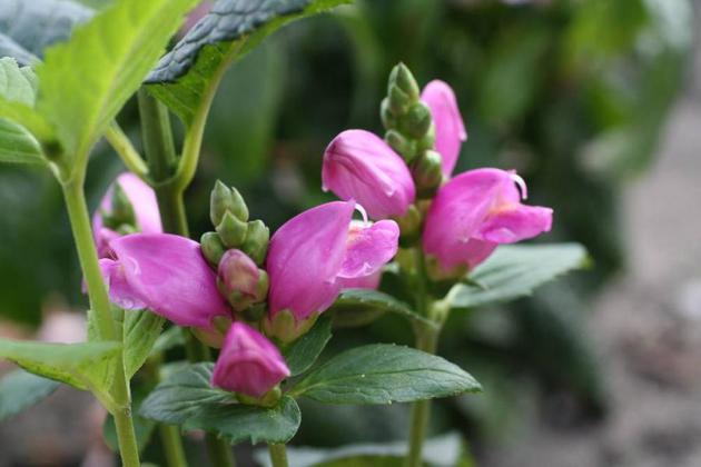 Chelone lyonii