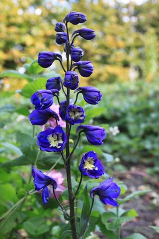 Delphinium Yellow Pearl