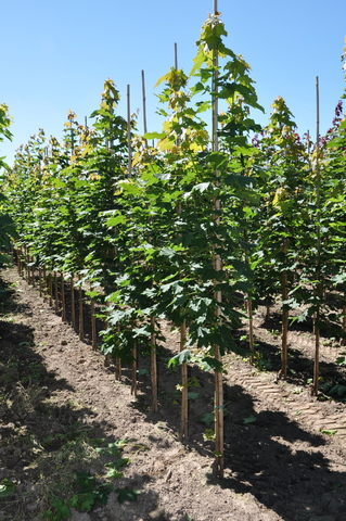 Acer platanoides Columnare