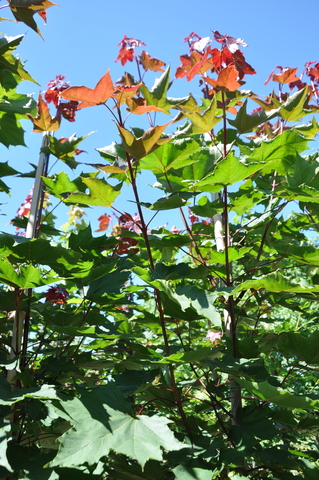 Acer platanoides Fairview