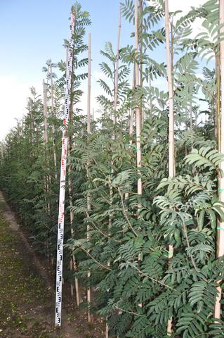 Sorbus aucuparia Sheerwater Seedling