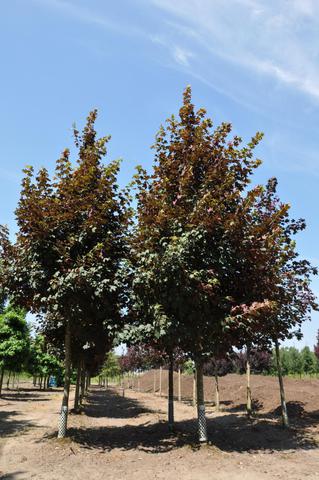 Acer pseudoplatanus Atropurpureum