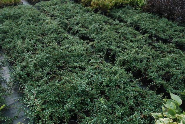 Cotoneaster radicans Eichholz 1