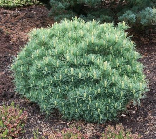 Pinus strobus Minima