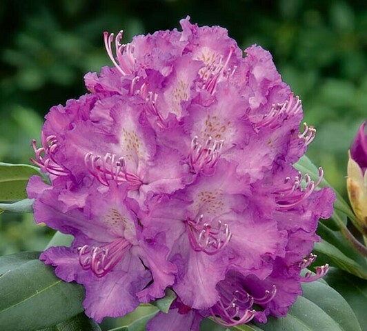 Rhododendron Alfred