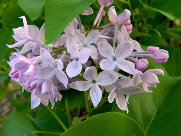 Syringa hyacinthiflora Excel