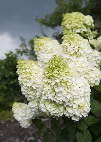 Hydrangea paniculata Magical Moonlight