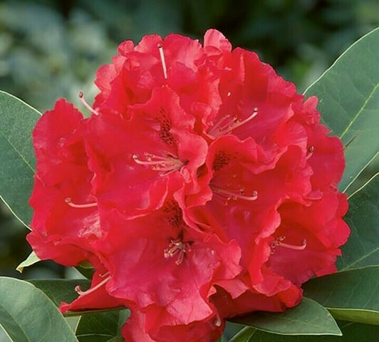 Rhododendron Wilgen’s Ruby