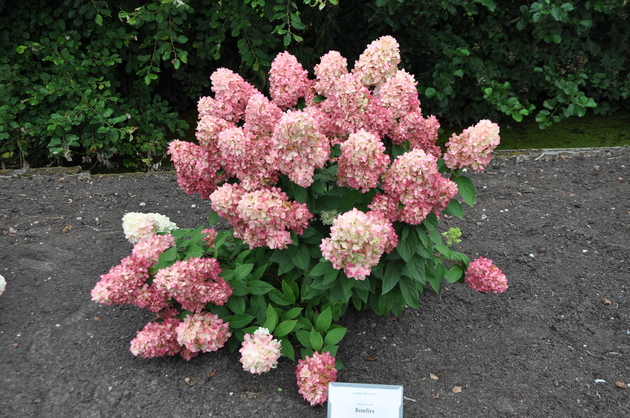 Hydrangea paniculata Bonfire