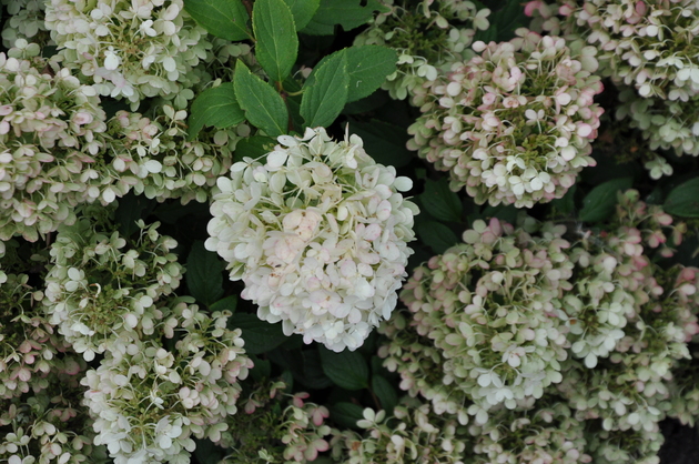 Hydrangea paniculata Magical Matterhorn